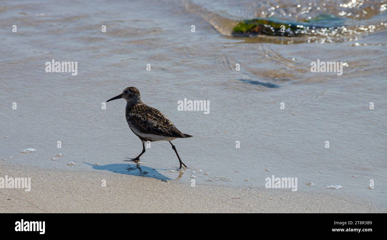A Dunlin is walking on the beach. Also known as a Red-backed Sandpiper ...