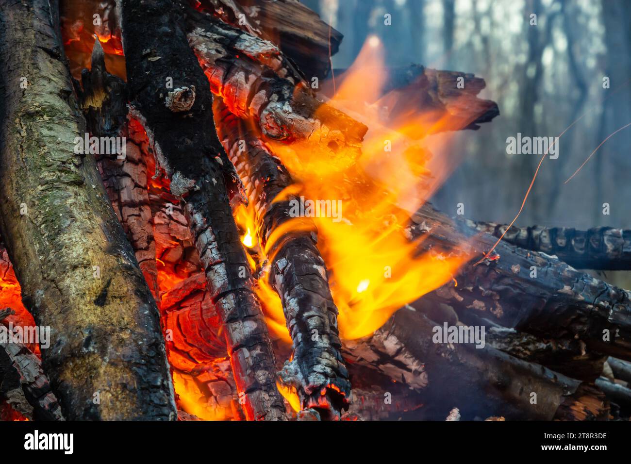 Campfire in the spring forest. Rest on the weekend. Danger of forest ...