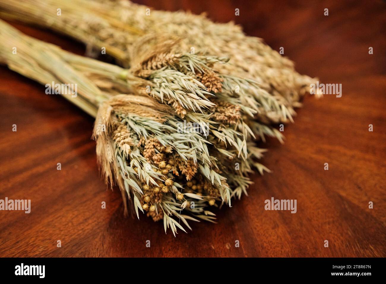 Three bunches of wheat, oats, and flax are arranged on a wooden table ...