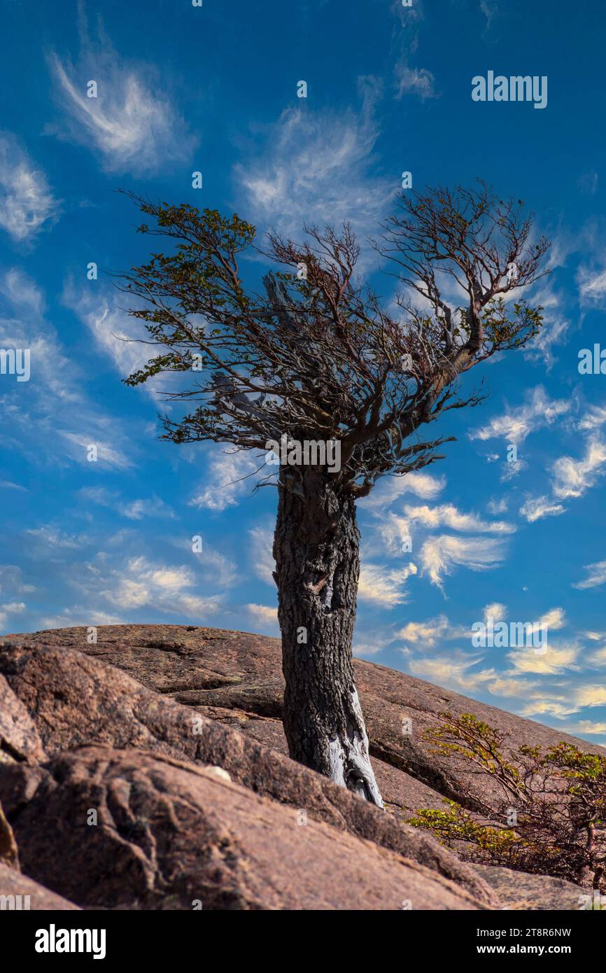 A picturesque landscape featuring a single tree standing atop a large ...