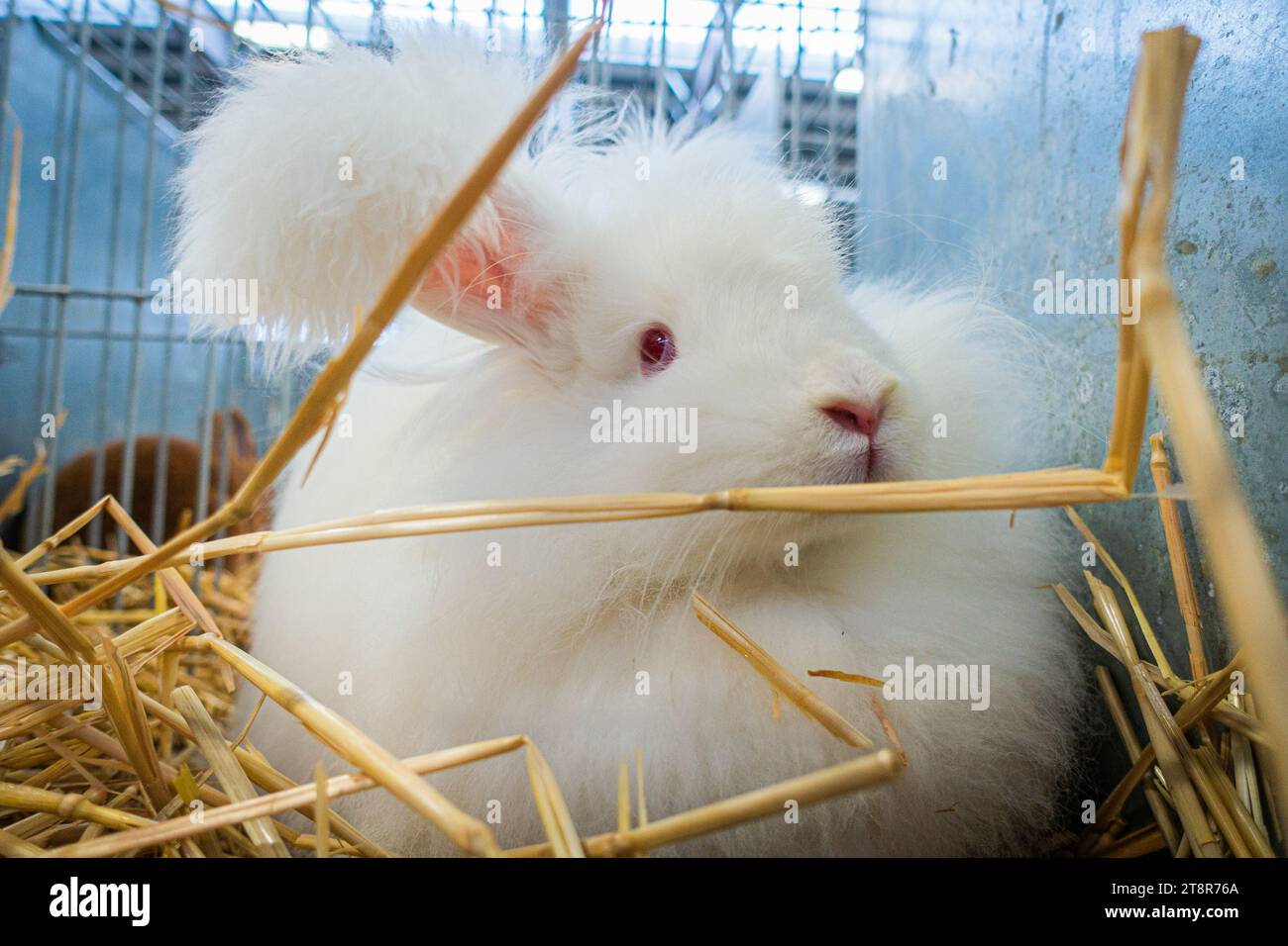 White Red-eyed Angora Rabbit at the National exhibition of farming ...