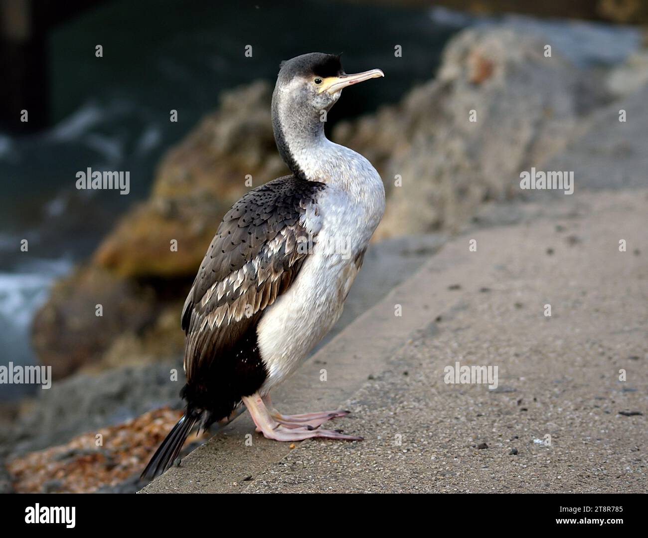 Spotted shag looks regal hi-res stock photography and images - Alamy