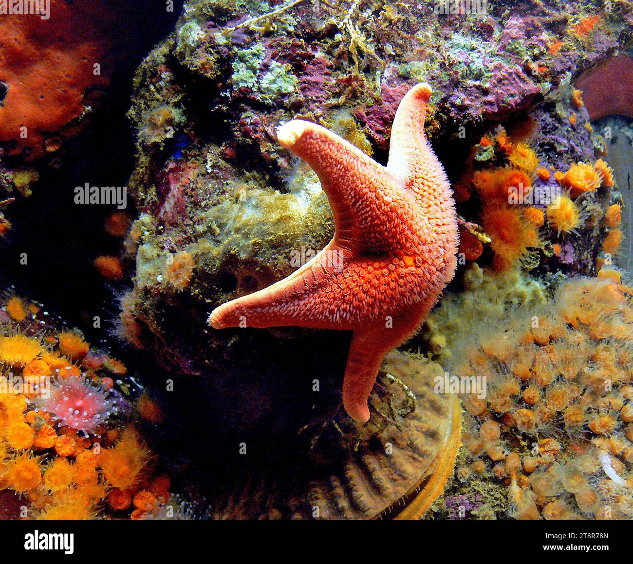 Monterey Aquarium.Starfish, The stars that live in the ocean are just ...