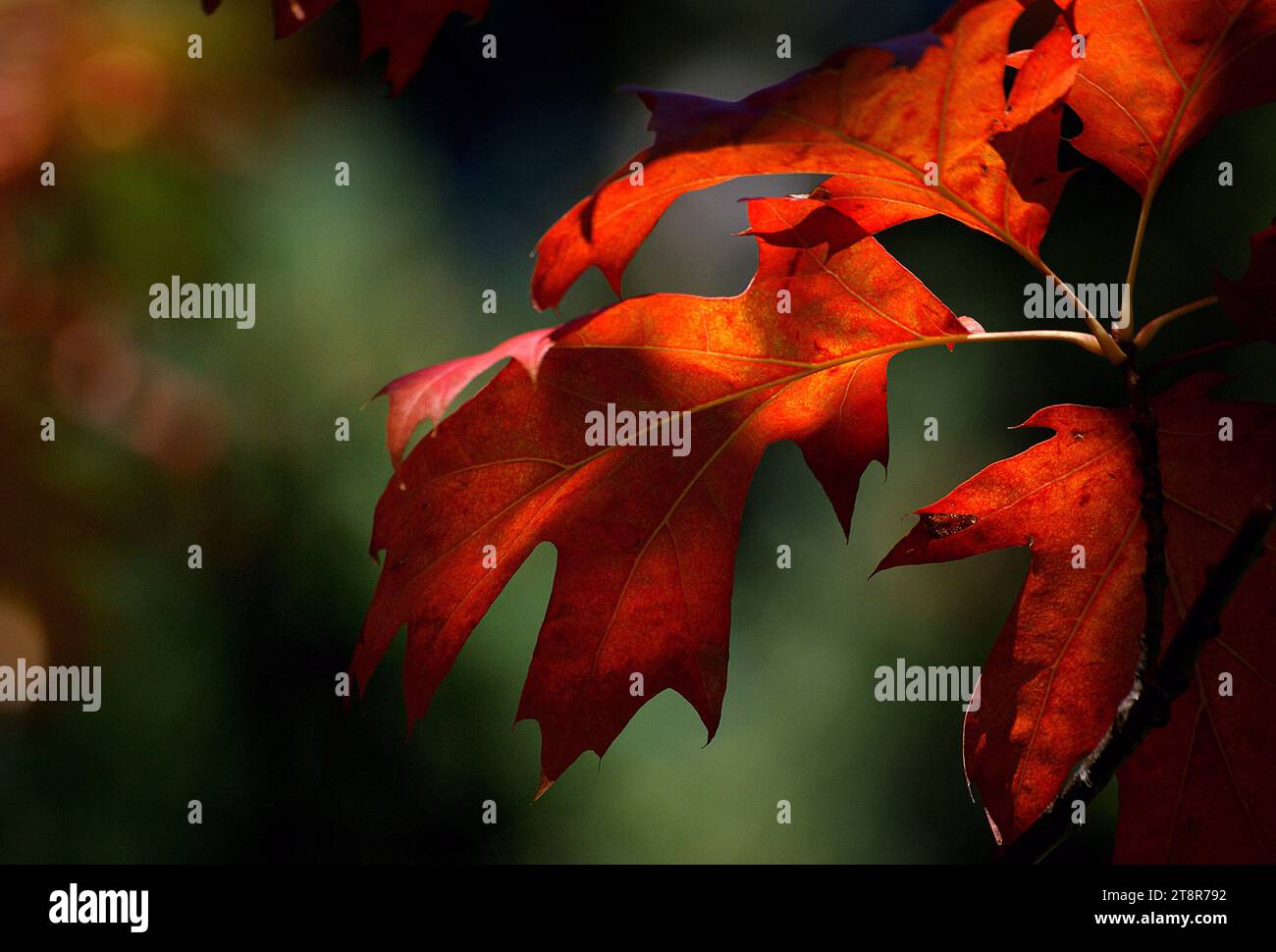 Colours of fall Stock Photo - Alamy