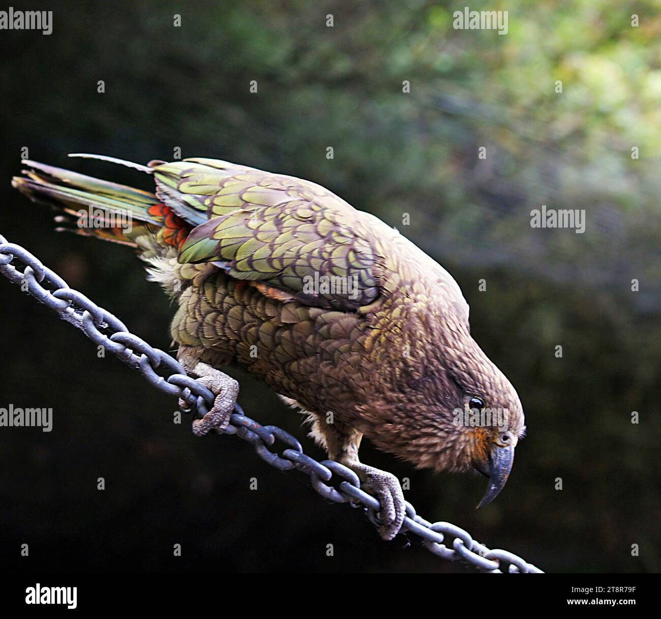 Thousand birds remaining hi-res stock photography and images - Alamy
