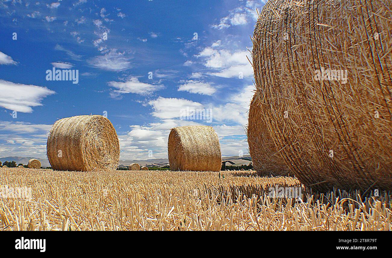 Hay making new zealand hi-res stock photography and images - Alamy
