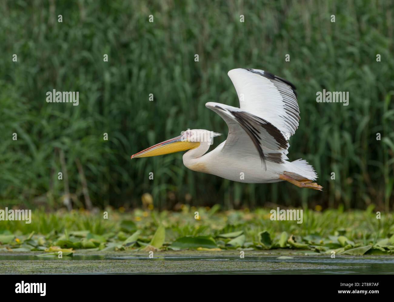 European white pelican (Pelecanus onocrotalus) flying over vegetation ...