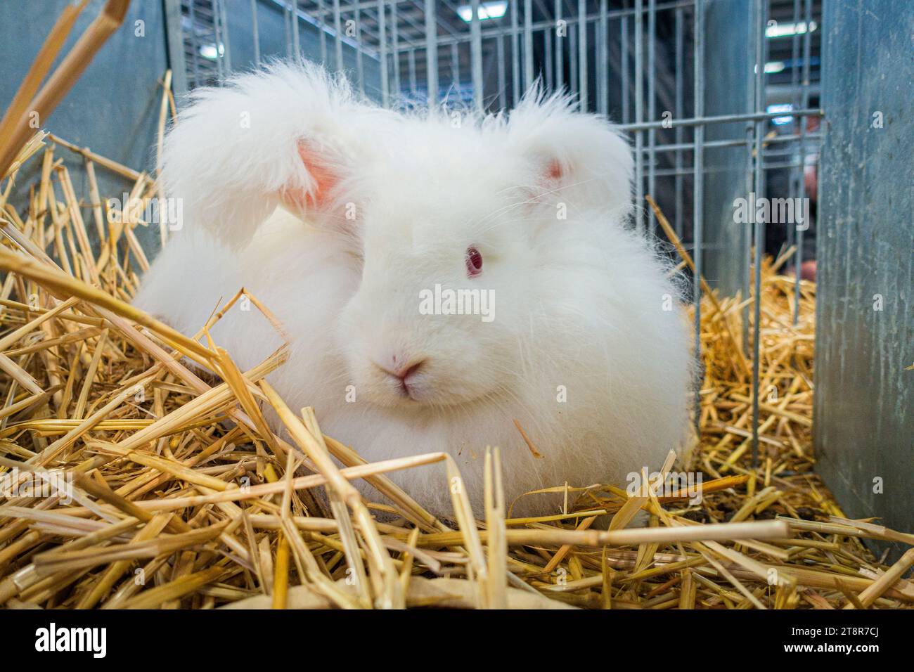 White Red-eyed Angora Rabbit at the National exhibition of farming ...