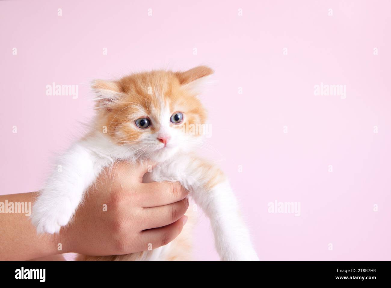 Cat studio portrait Stock Photo - Alamy