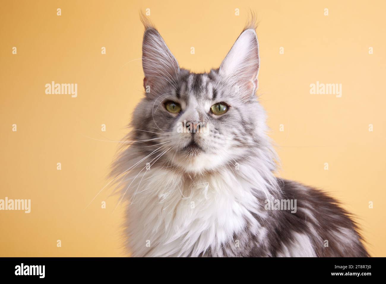 Cat studio portrait Stock Photo - Alamy