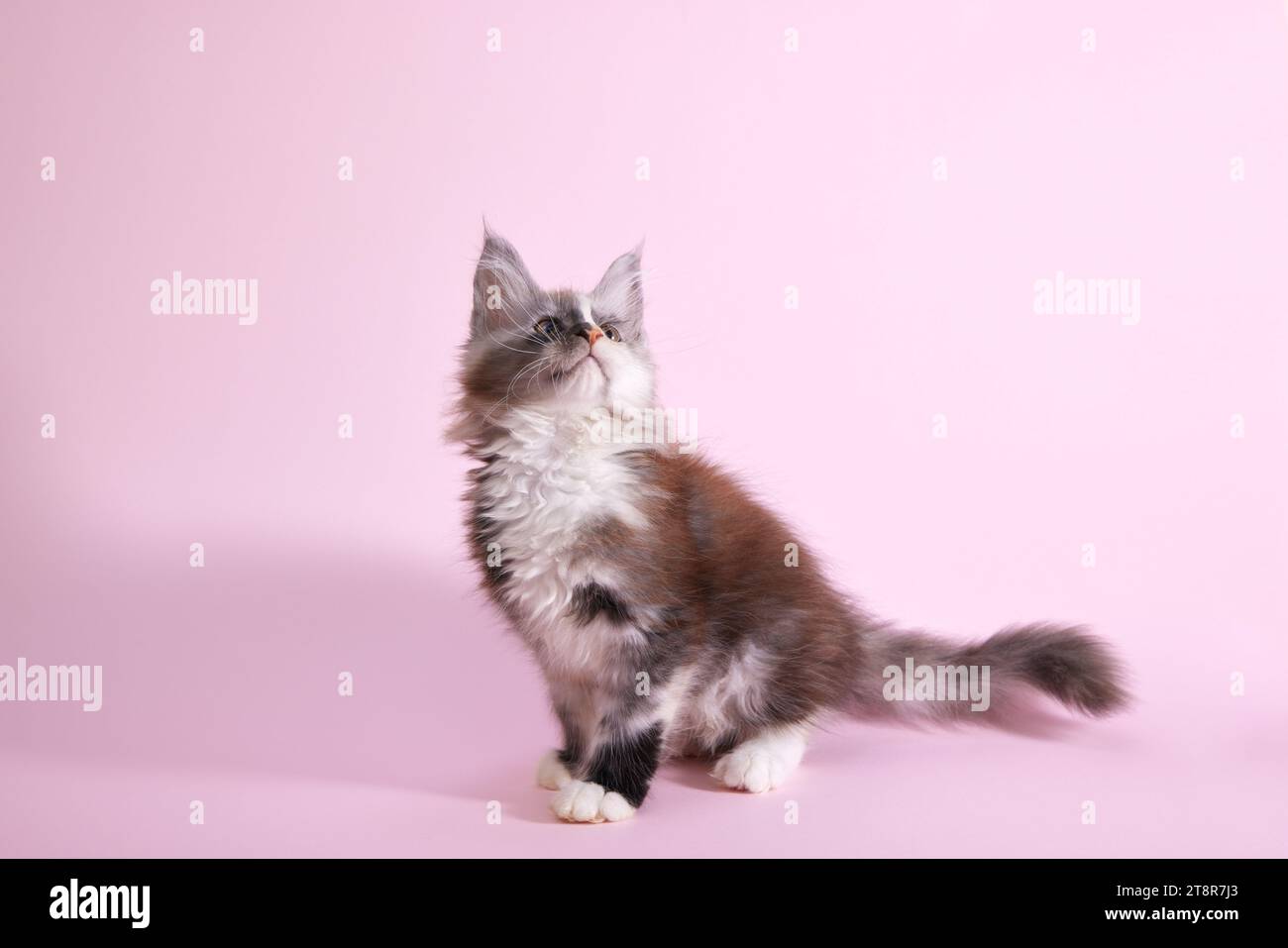 Cat studio portrait Stock Photo - Alamy