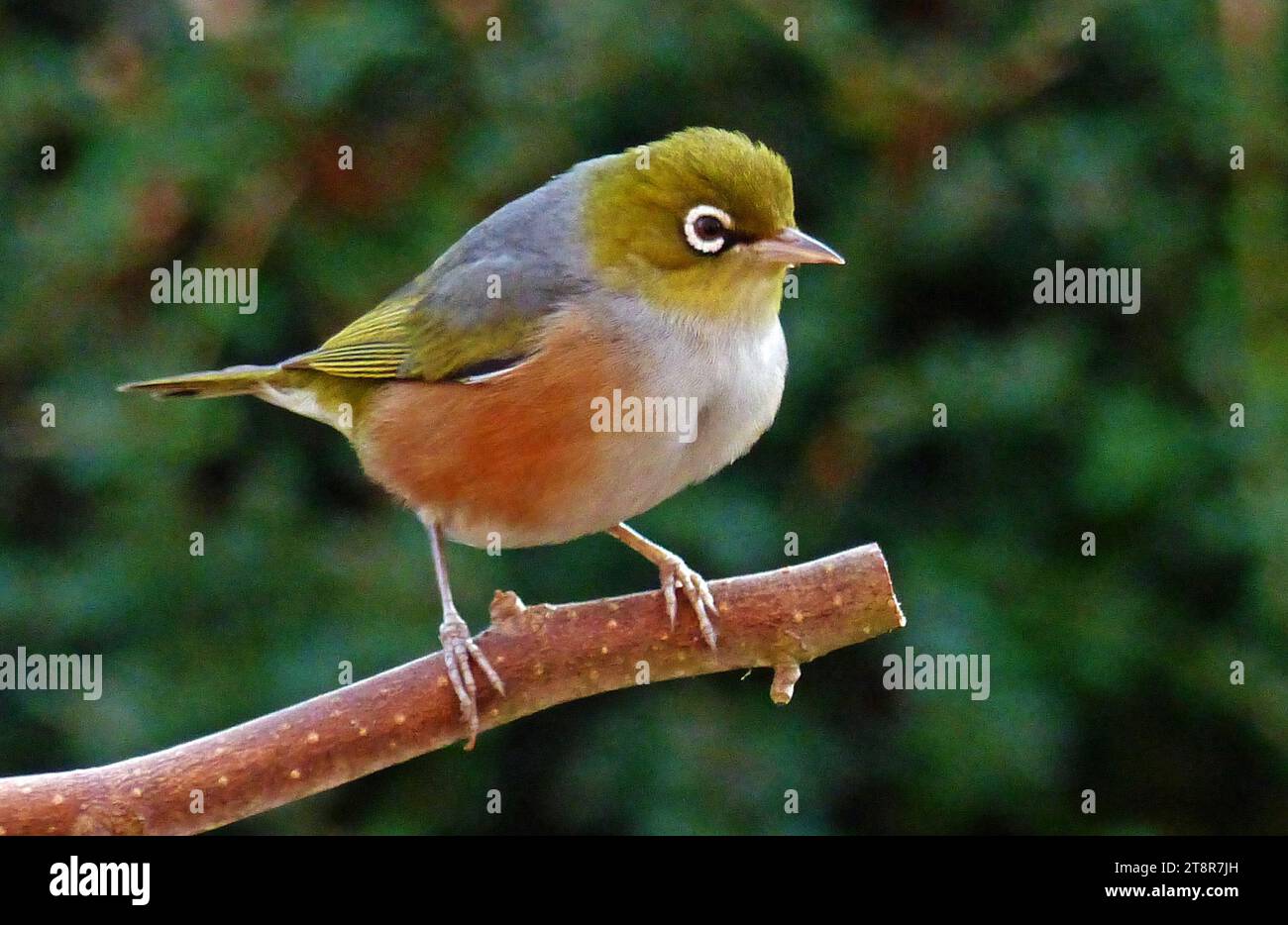Silver eye, The silvereye or wax-eye (Zosterops lateralis) is a very ...
