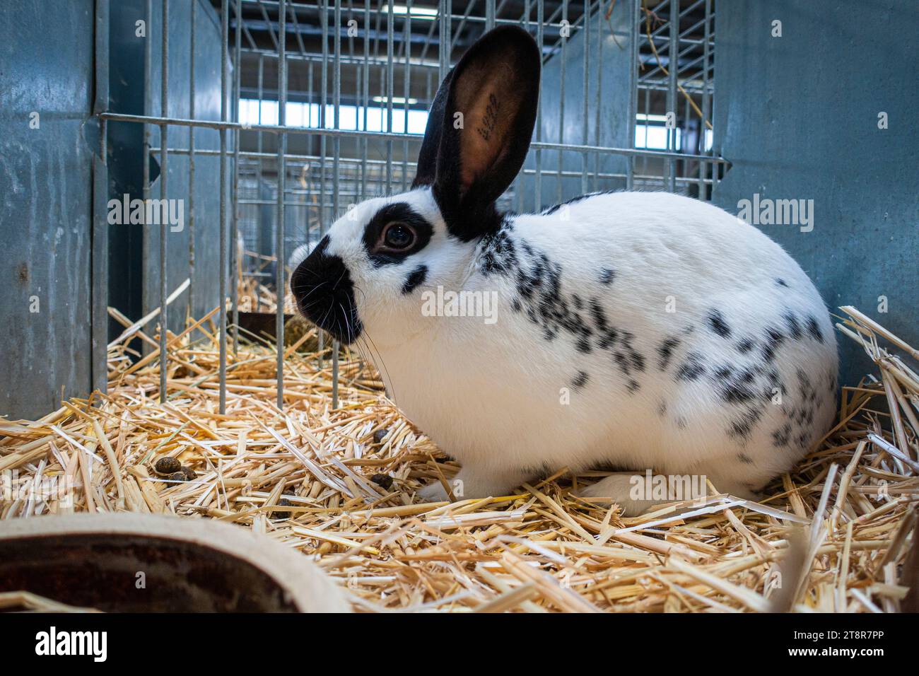 English spot rabbit hi-res stock photography and images - Alamy
