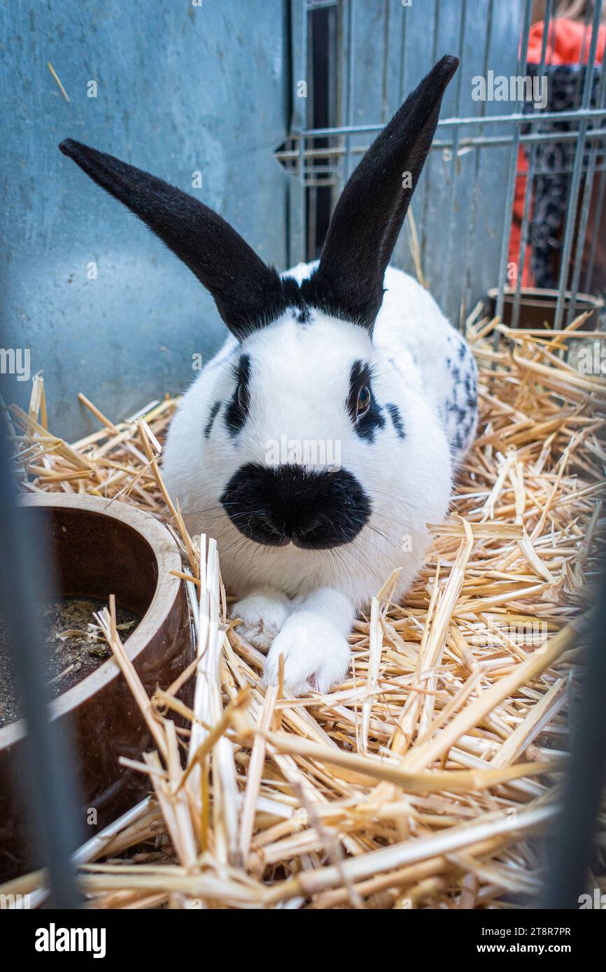 English Spot Black Rabbit at the National exhibition of farming animals ...
