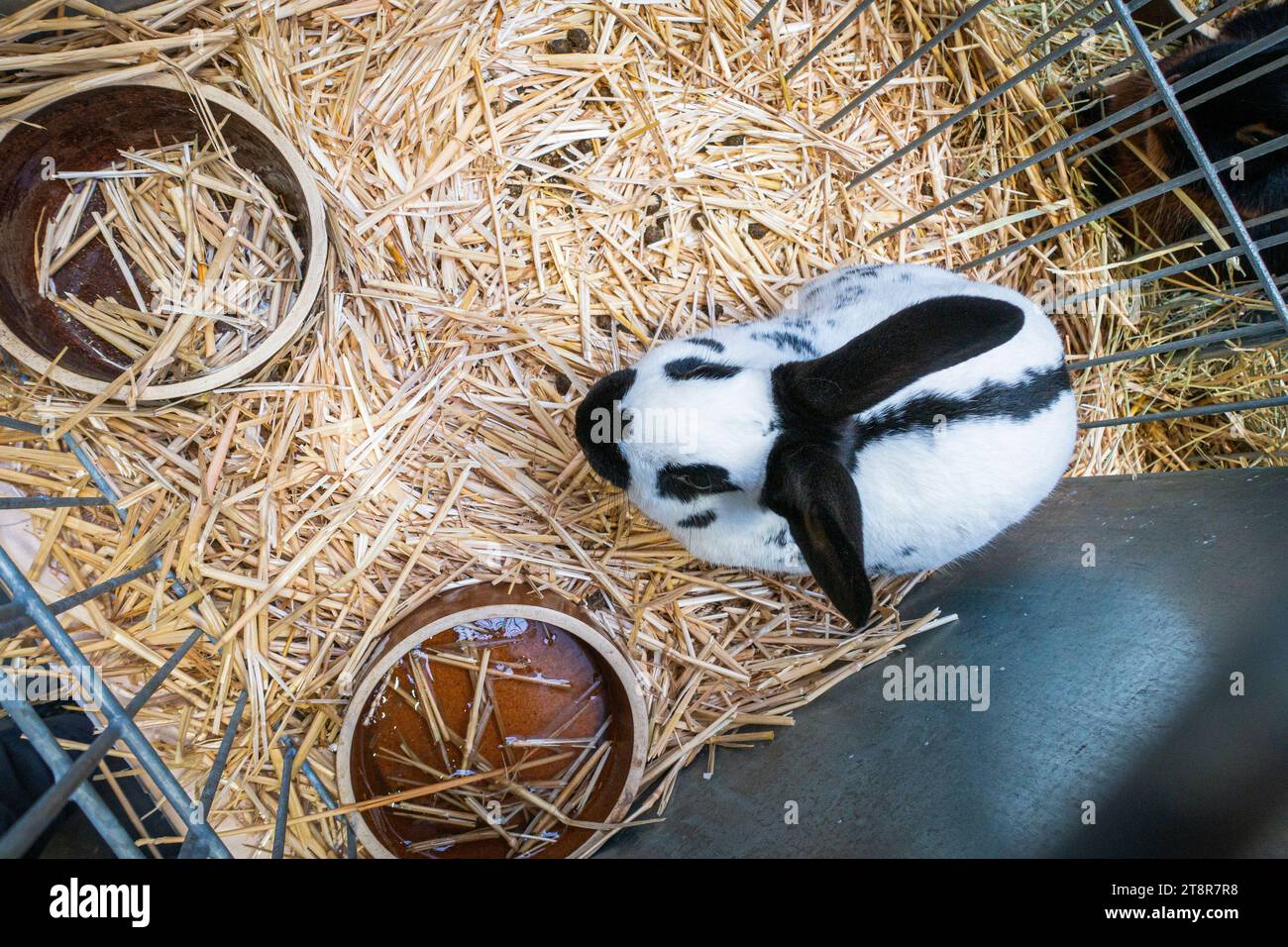 English spot rabbit hi-res stock photography and images - Alamy