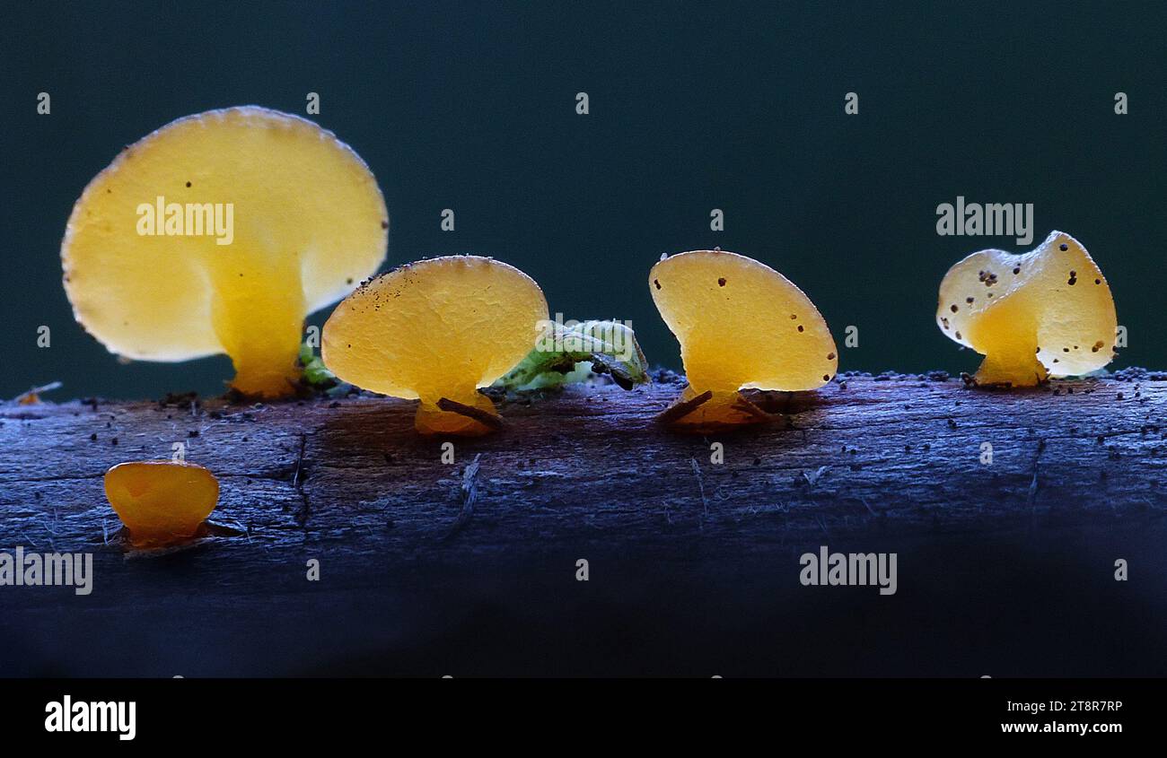 Jelly fungi comprise hi-res stock photography and images - Alamy