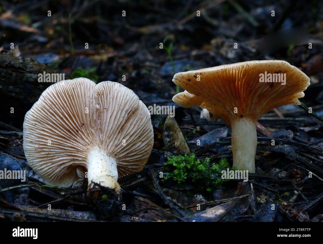 Paxillus, Paxillus involutus, commonly known as the brown roll-rim ...