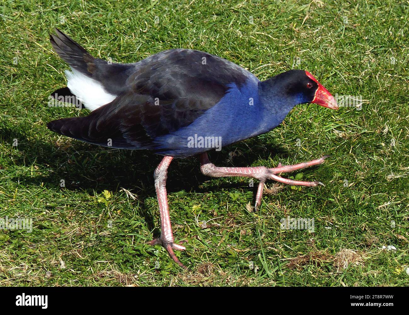 Recognised native birds hi-res stock photography and images - Alamy