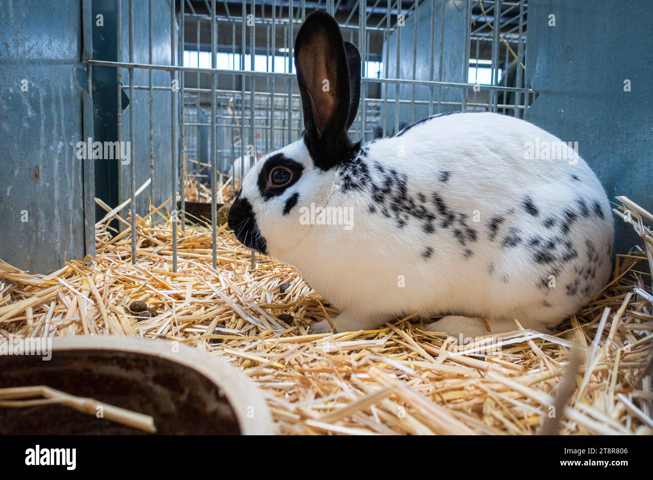 English spot rabbit hi-res stock photography and images - Alamy