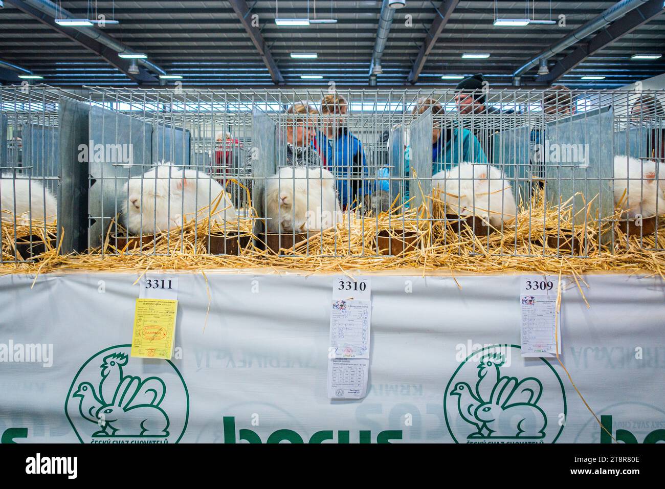 White Red-eyed Angora Rabbit at the National exhibition of farming ...