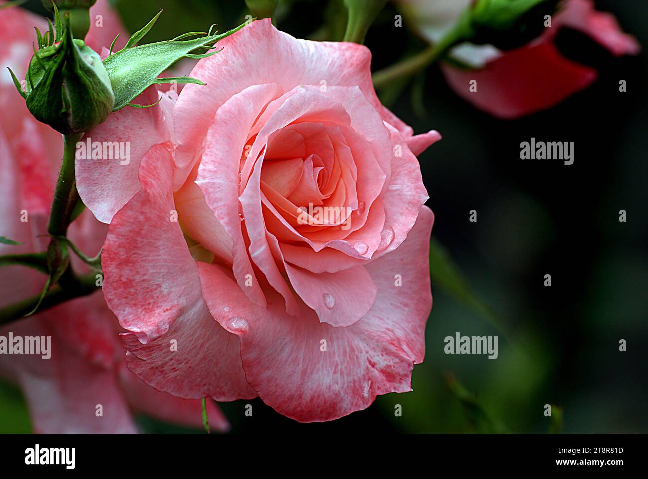 Tall growing shrub rose hi-res stock photography and images - Alamy