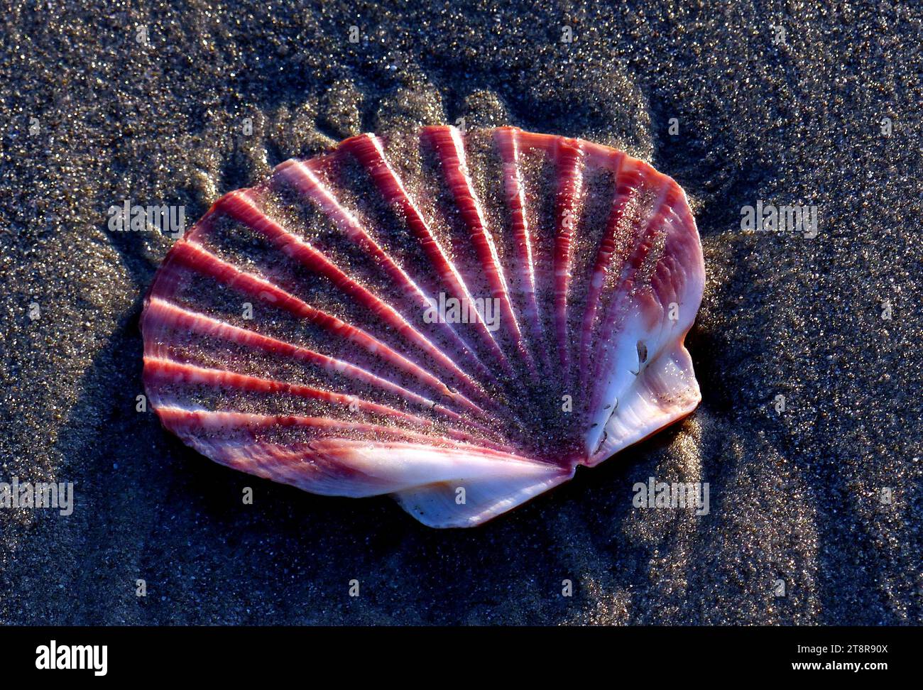 Taxonomic family pectinidae hi-res stock photography and images - Alamy