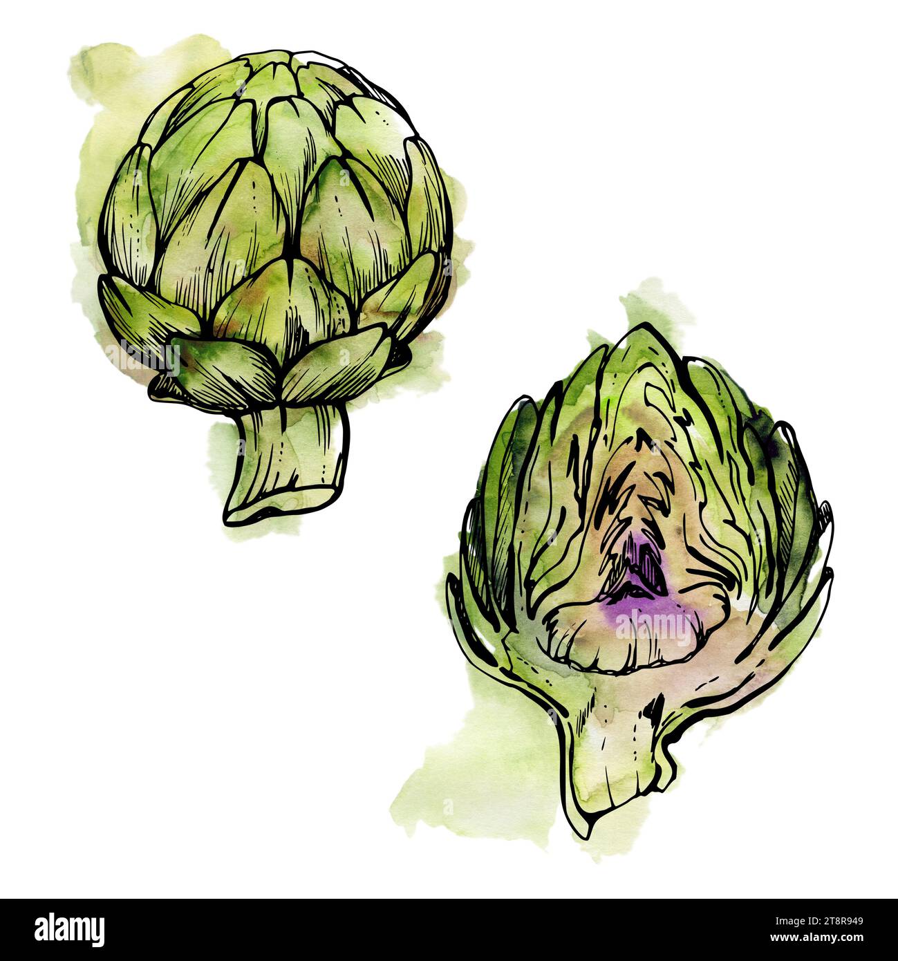 Hand drawn watercolor ink illustration. Artichoke vegetable, full and ...
