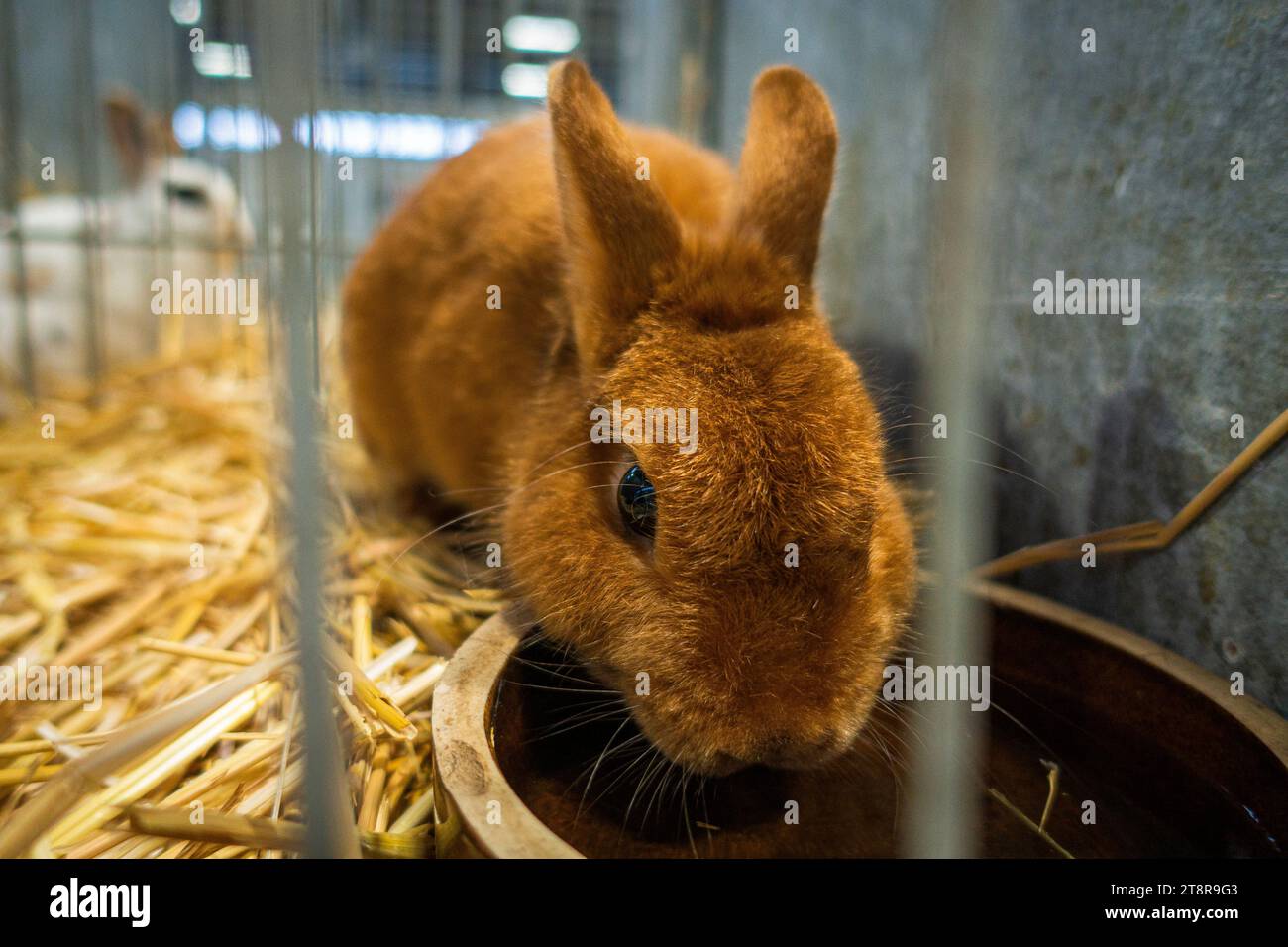 Dwarf Satin Red Rabbit at the National exhibition of farming animals ...