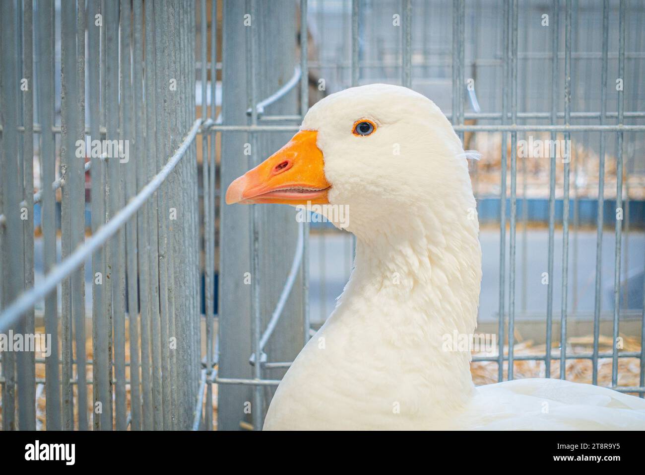 Geese, breed Czech Goose, Anser anser f. domesticus, at the National ...