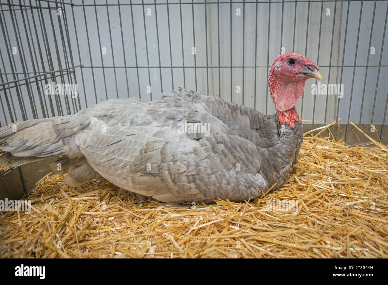 Czech Wild Turkey breed, Meleagris gallopavo f. domestica, at the ...