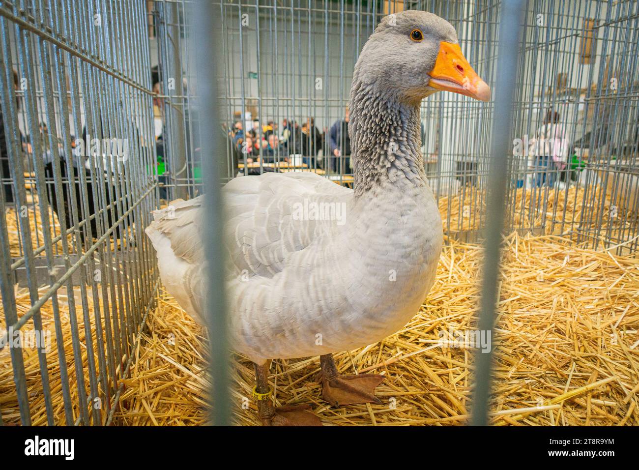 Czech republic national breed hi-res stock photography and images - Alamy