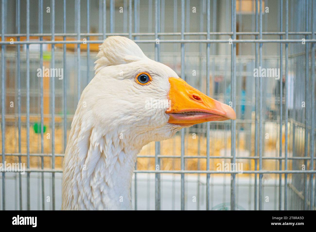 Geese, breed Czech Crested Goose, Anser anser f. domesticus, at the ...