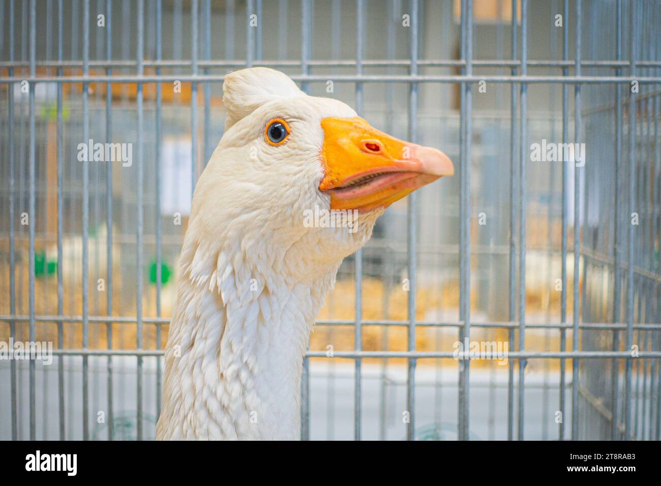 Geese, breed Czech Crested Goose, Anser anser f. domesticus, at the ...