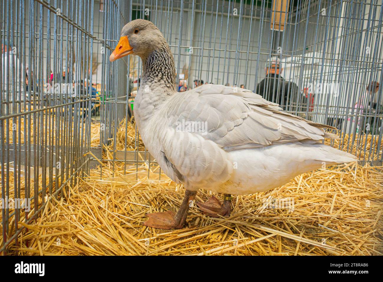 breed Franconian Goose at the National exhibition of farming animals ...