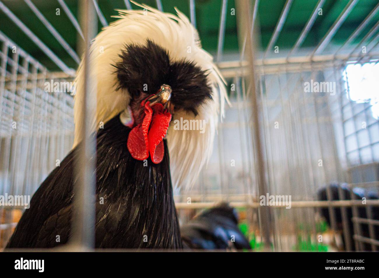 Dutch agriculture poultry hi-res stock photography and images - Alamy