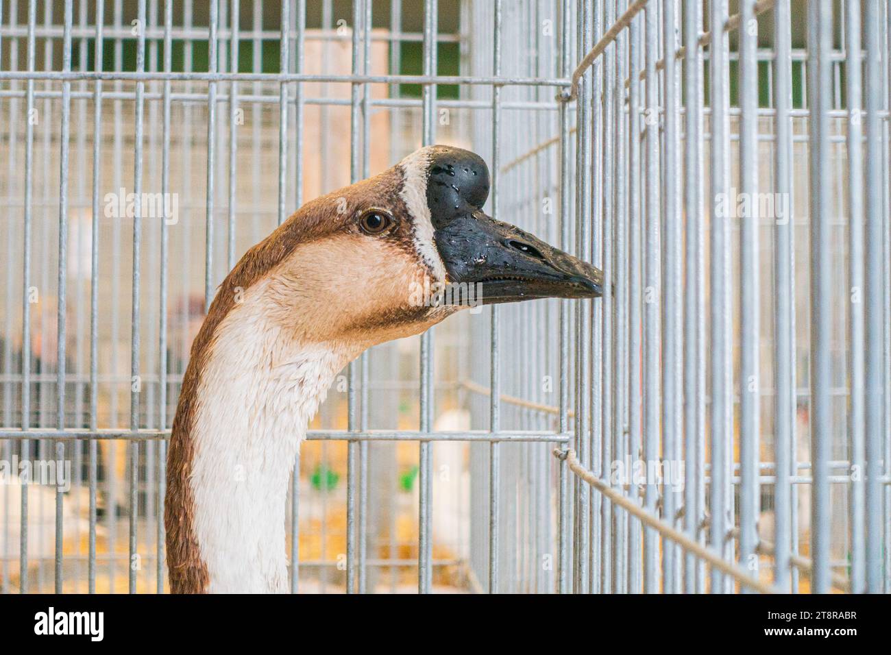 Swan Goose breed, Anser cygnoid, at the National exhibition of farming ...