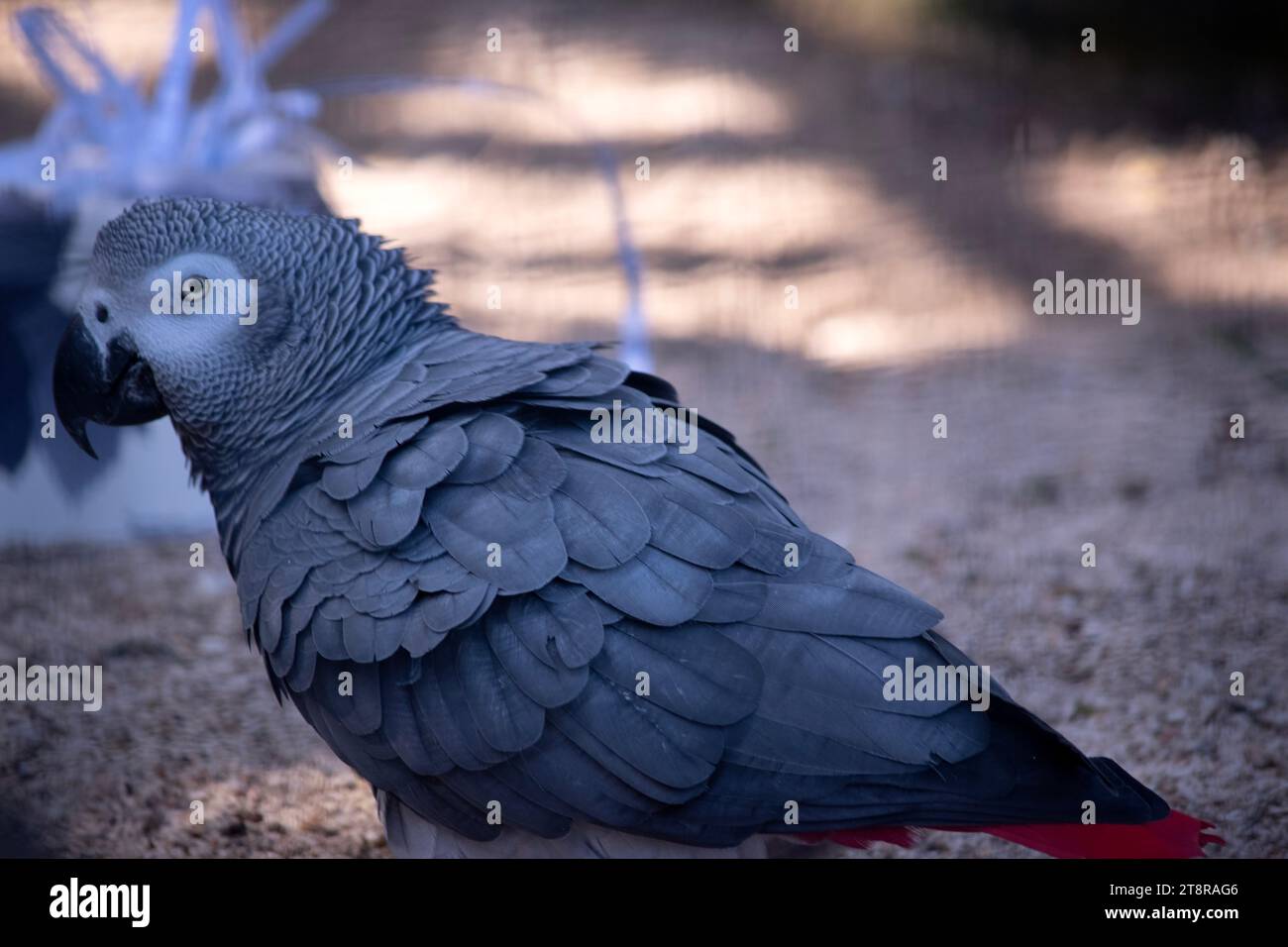 the african grey parrot has a white eye surround, black beak and grey ...