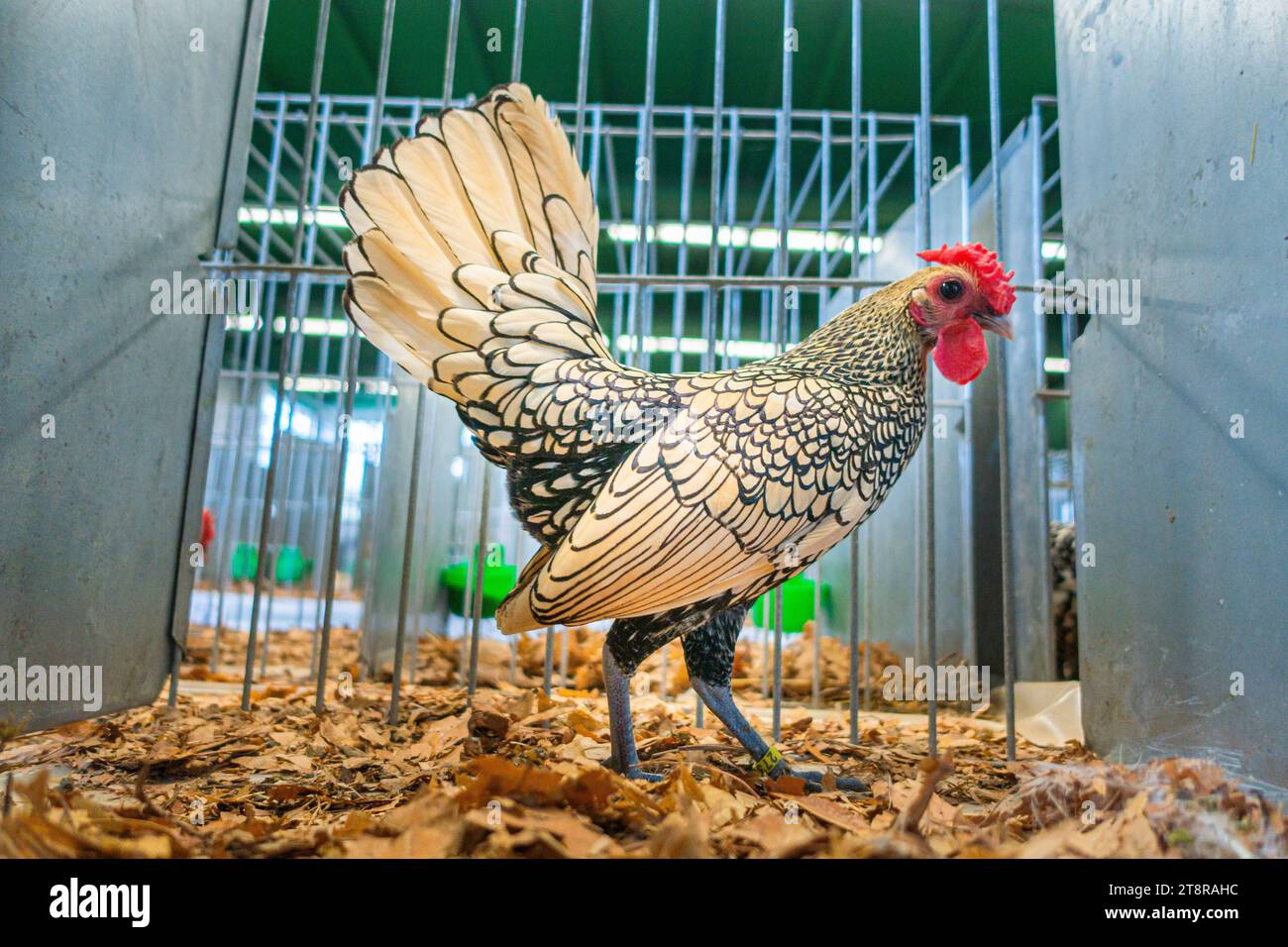 Sebright Bantam chicken breed at the National exhibition of farming ...