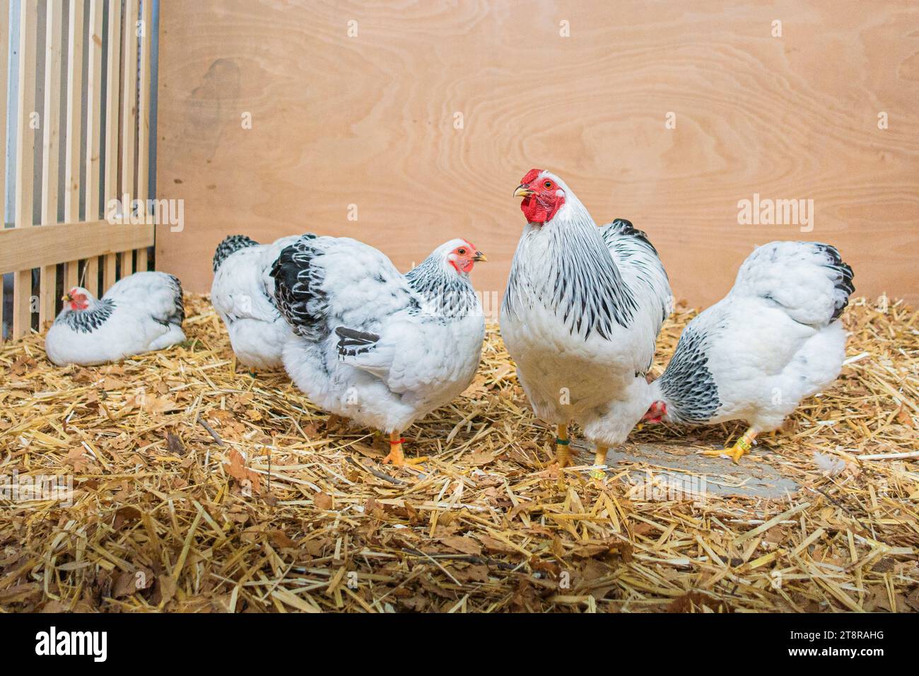 Wyandotte chicken breed at the National exhibition of farming animals ...