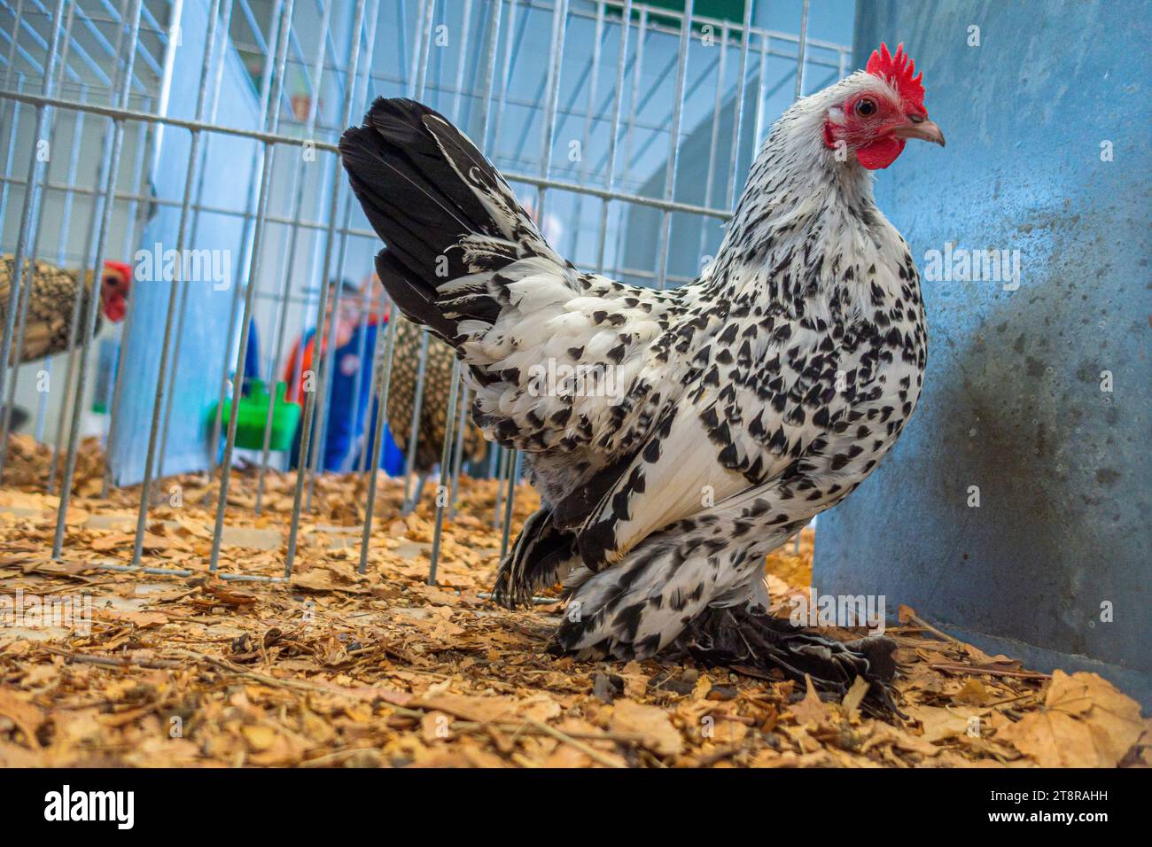 Booted Bantam chicken breed at the National exhibition of farming ...