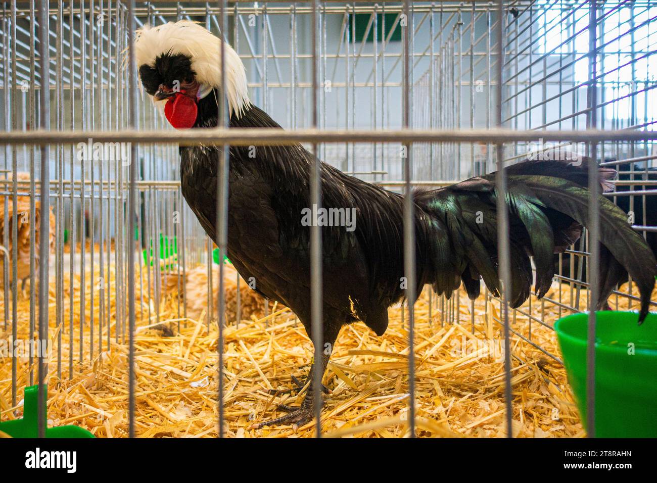 Crested Dutch chicken breed at the National exhibition of farming ...