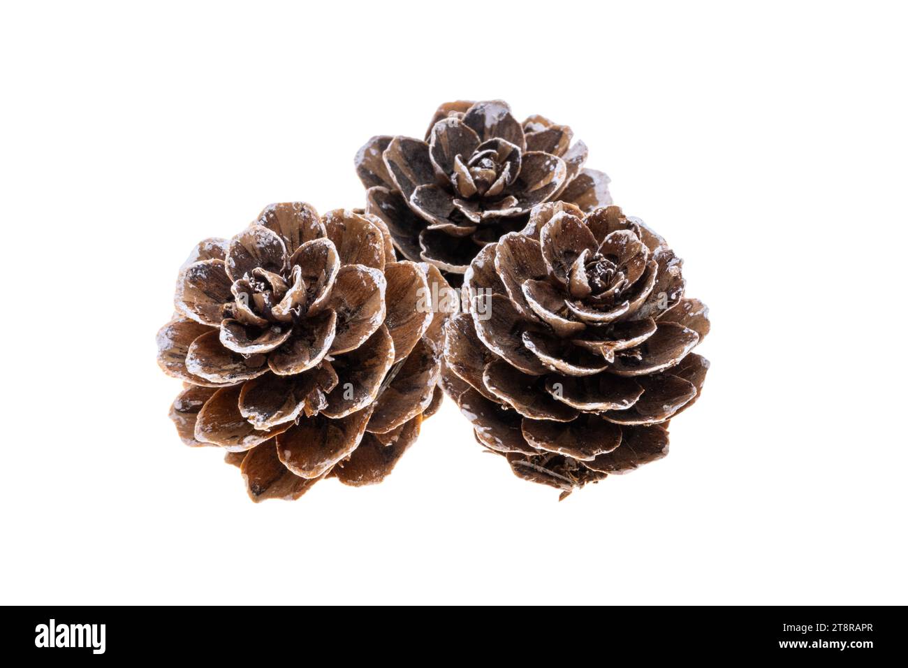 small christmas cones isolated on white background Stock Photo - Alamy