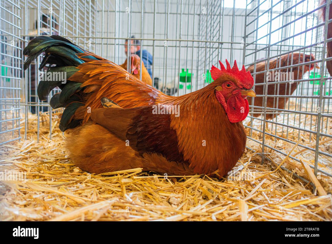 New Hampshire chicken breed at the National exhibition of farming ...