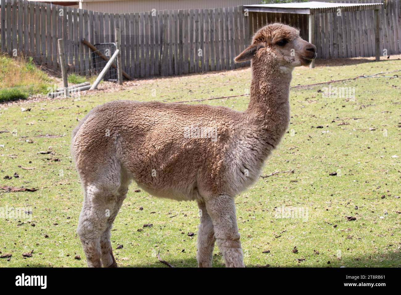 alpaca are slender bodied animals with long legs and neck and small ...