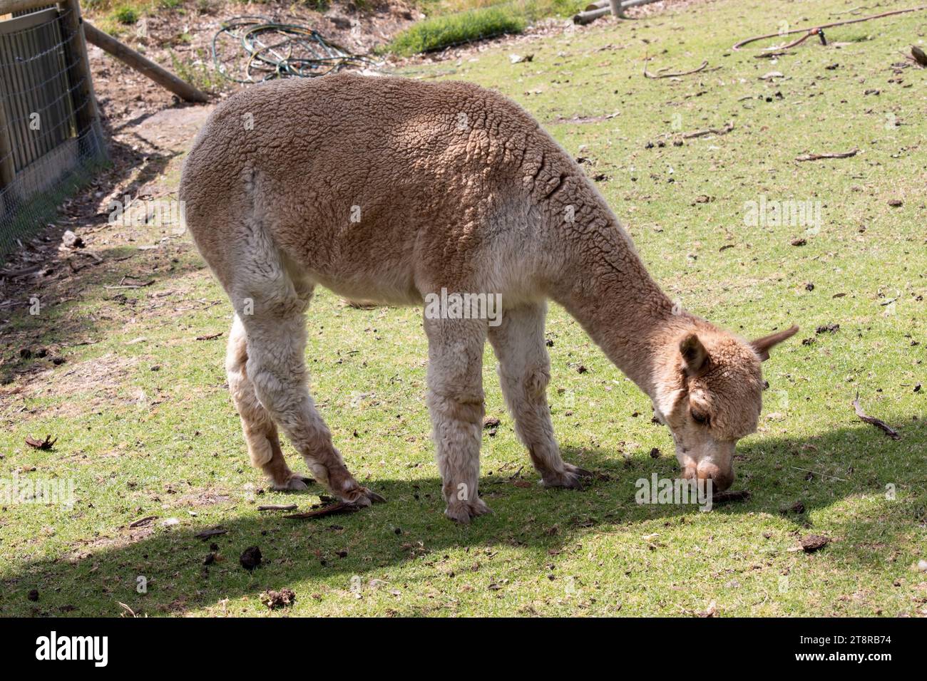 alpaca are slender bodied animals with long legs and neck and small ...