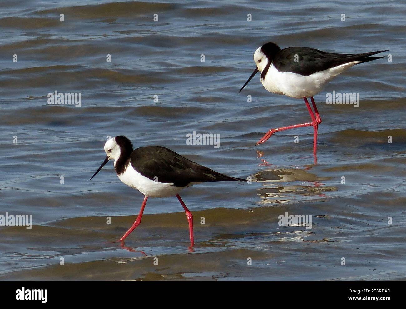 Pied stilts. NZ, The pied stilt is a dainty wading bird with, as its ...