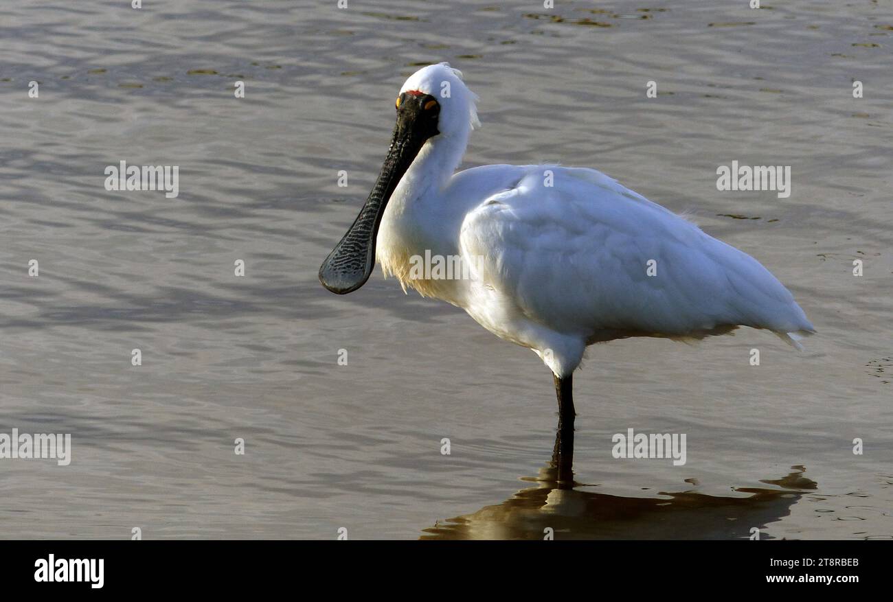 Royal Spoonbill, The royal spoonbill (Platalea regia) also known as the ...