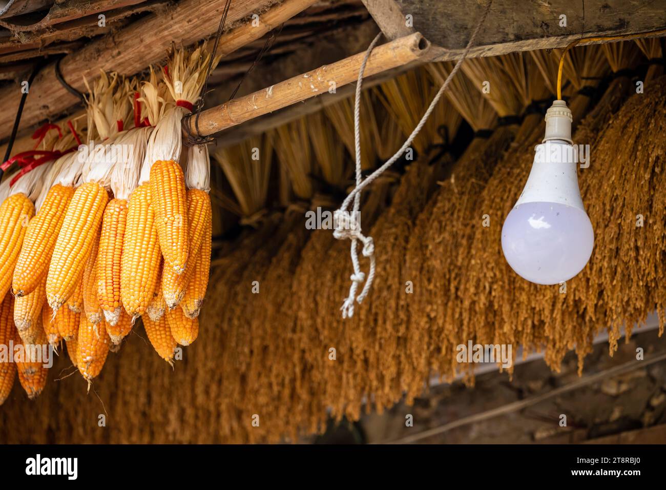 Harvested corn at a farm house in Vietnam Stock Photo - Alamy