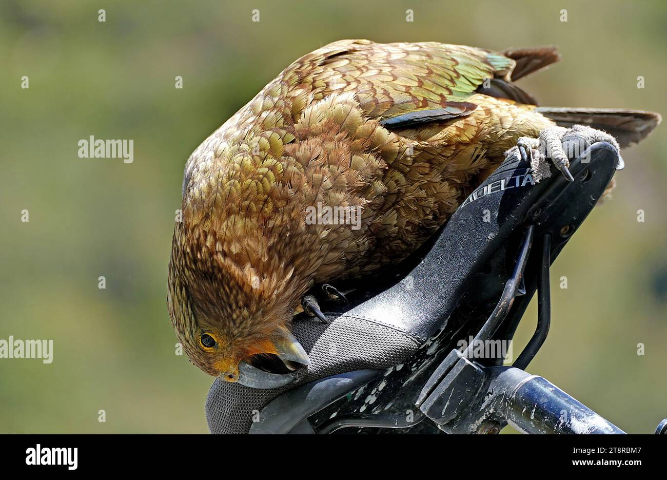 Stealing unattended items hi-res stock photography and images - Alamy