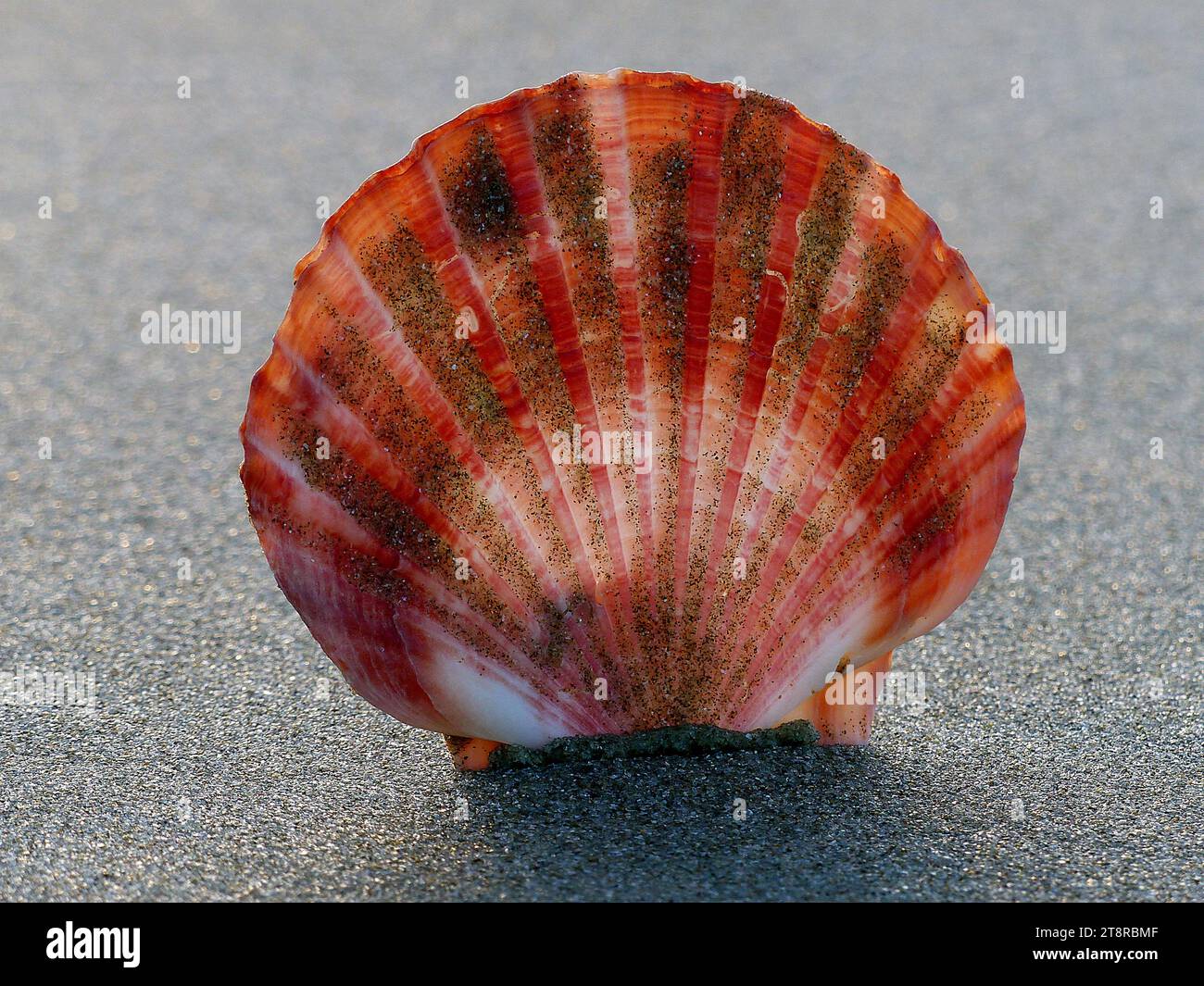 Scallop shell, Scallops Stock Photo - Alamy